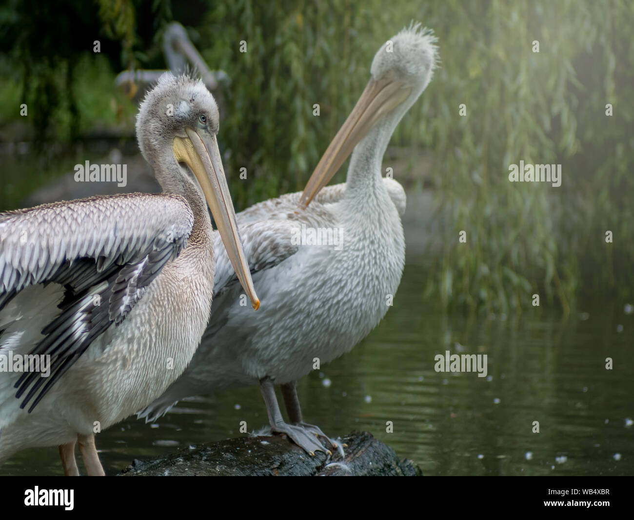 Birds cleaning feathers hi-res stock photography and images - Alamy