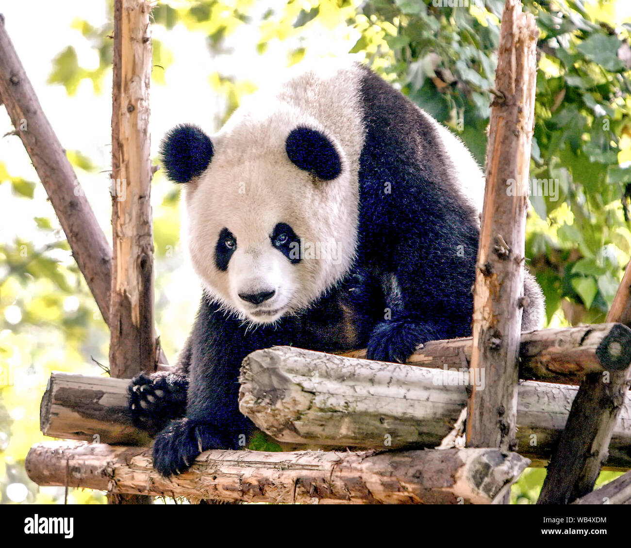 Panda eyes hi-res stock photography and images - Alamy