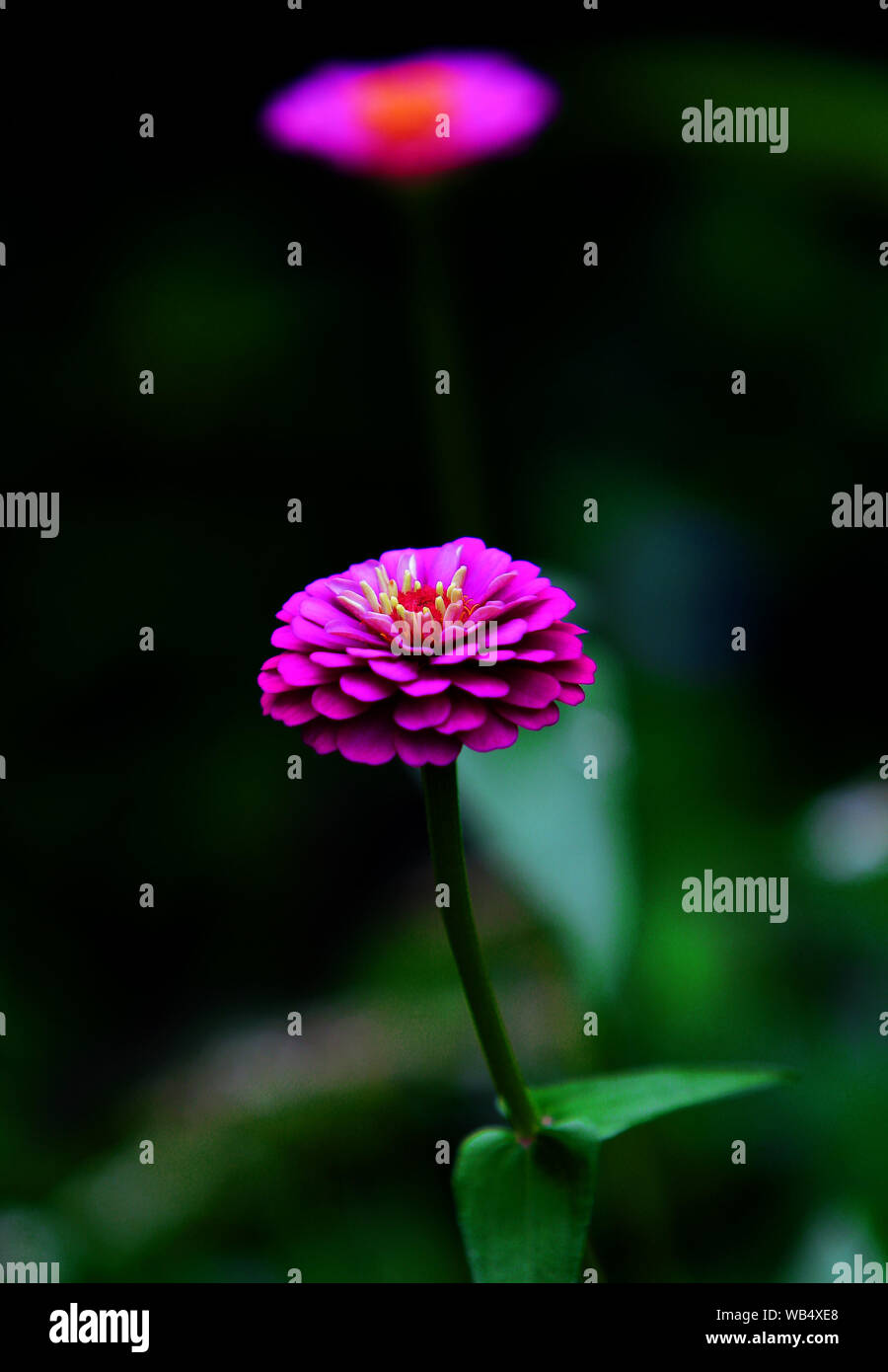 Nature in bloom Stock Photo - Alamy