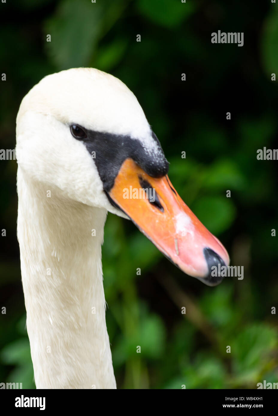 White swan head in detail with big beak and long neck Stock Photo - Alamy