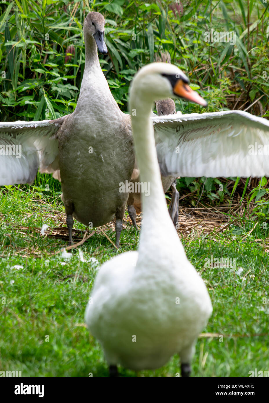 Two swans one is standing second one winds wings Stock Photo - Alamy