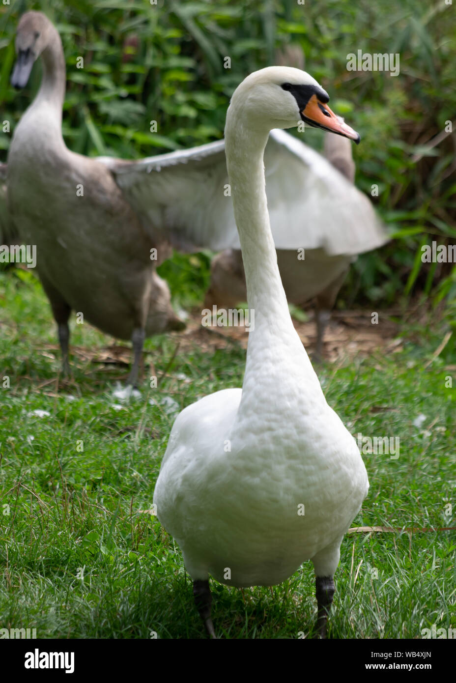 Two swans one is standing second one winds wings Stock Photo - Alamy