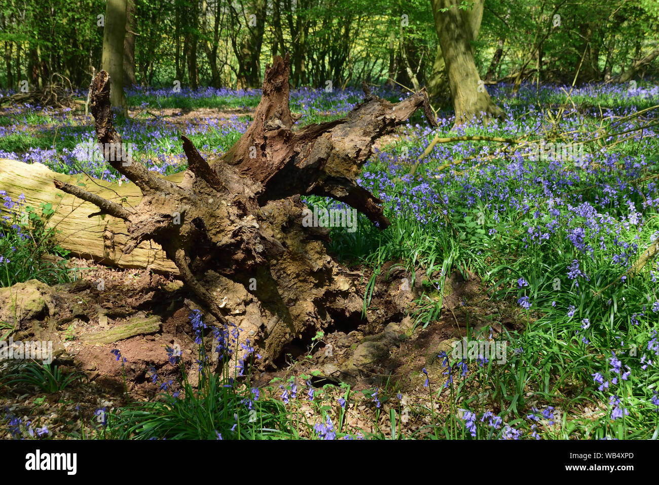 Fallen tree amongst wild flower bluebells Stock Photo - Alamy