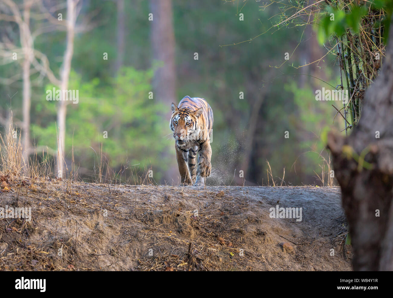 Wild Royal Bengal Tiger or Panthera Tigris Tigris roaming in Kanha ...
