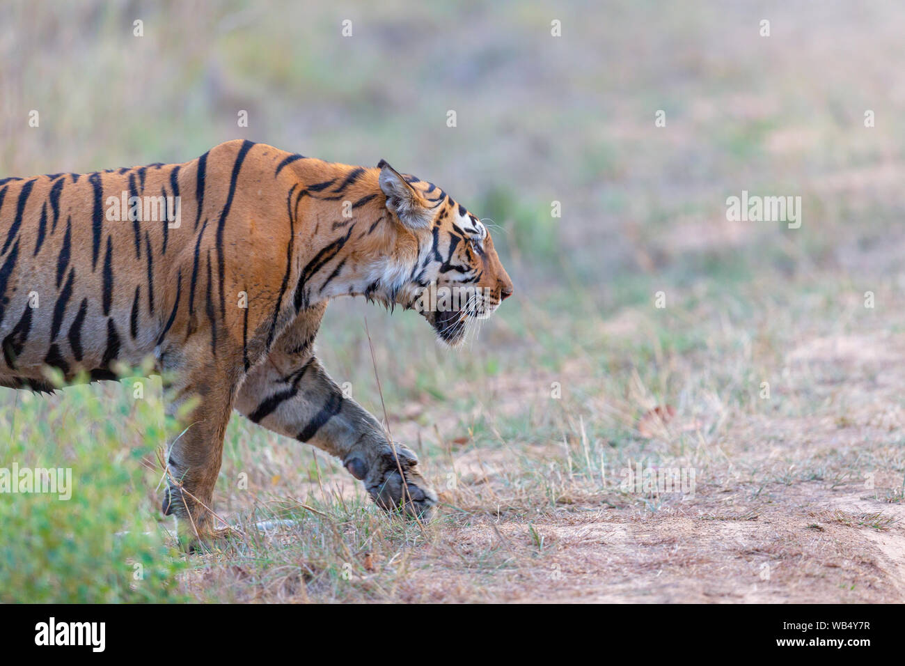 Wild Royal Bengal Tiger or Panthera Tigris Tigris roaming in Kanha ...