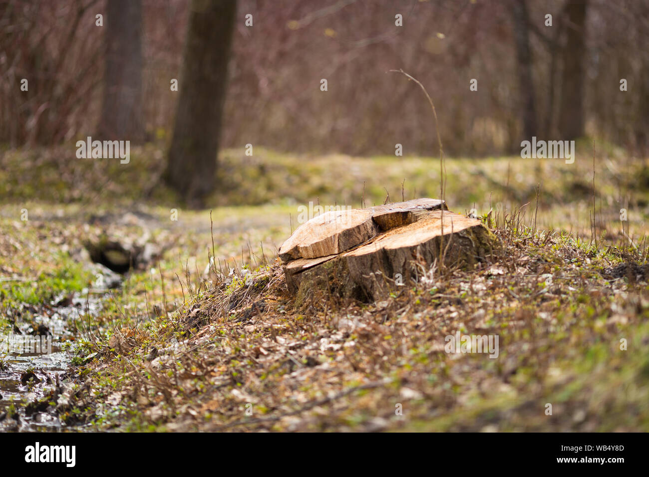 Early spring nature photo. Tree stub among old dry grass and spring new ...