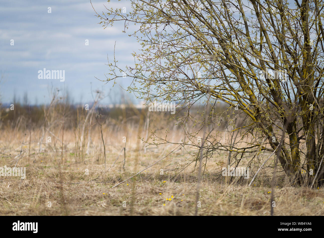 Willow tree in early spring. Spring horizontal background Stock Photo ...