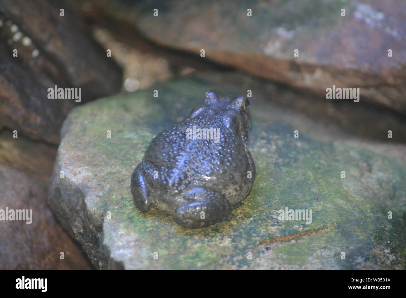 Frog on rock hi-res stock photography and images - Alamy