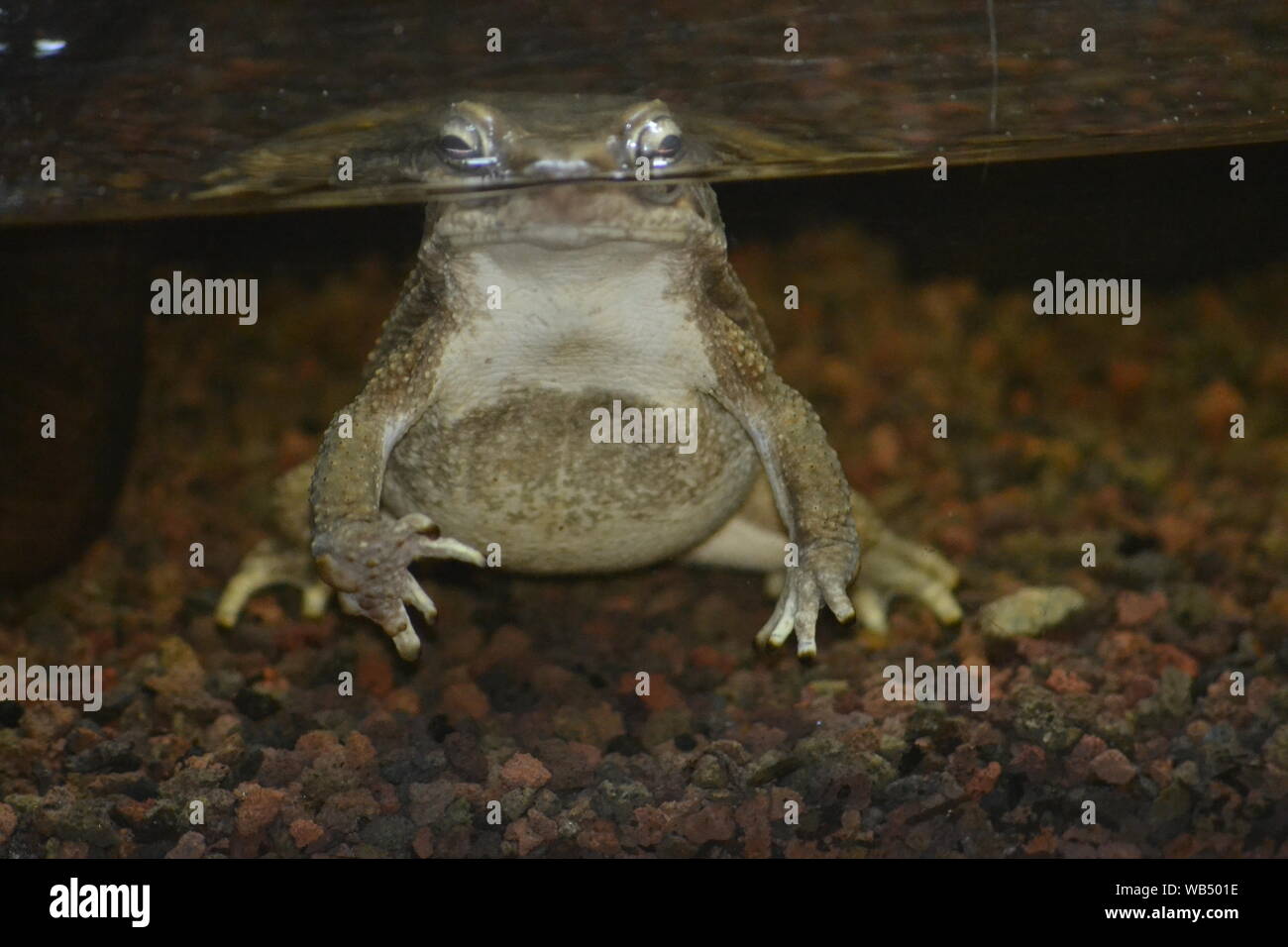 Wild frog on rock Stock Photo - Alamy