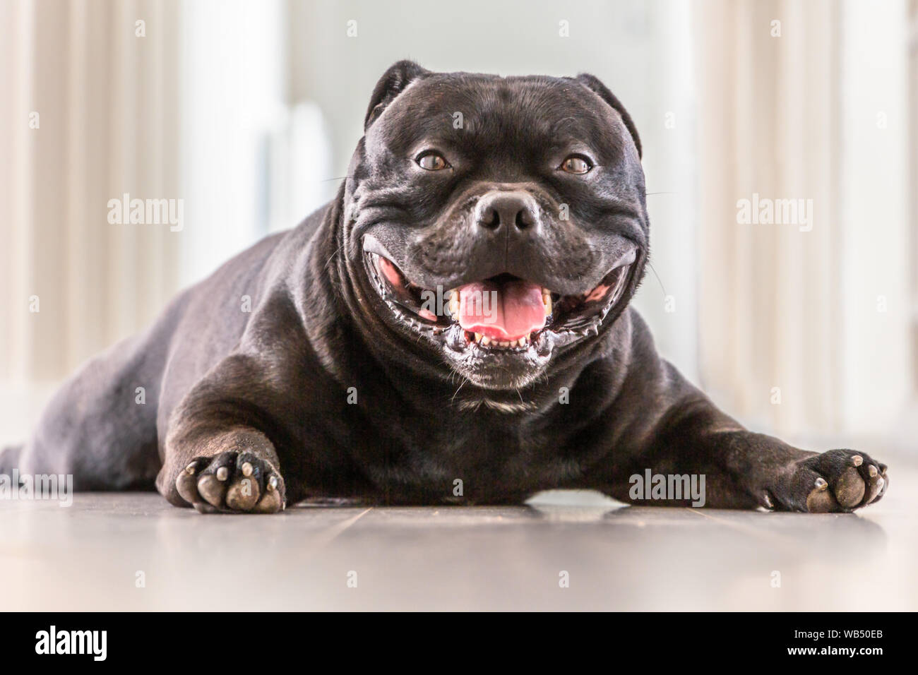 Smiling staffordshire bull terrier hi-res stock photography and images ...