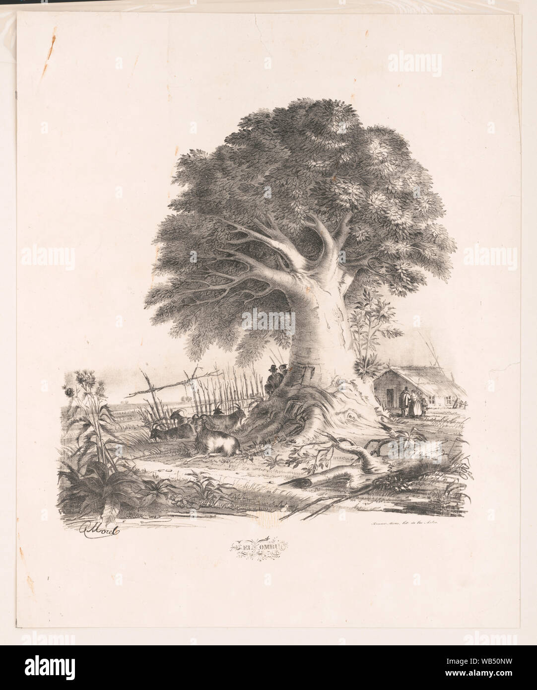 El ombu hi-res stock photography and images - Alamy