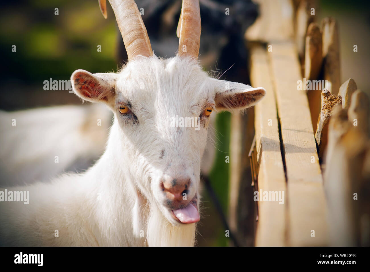 Funny white yellow-eyed goat with curved horns shows his tongue on a ...
