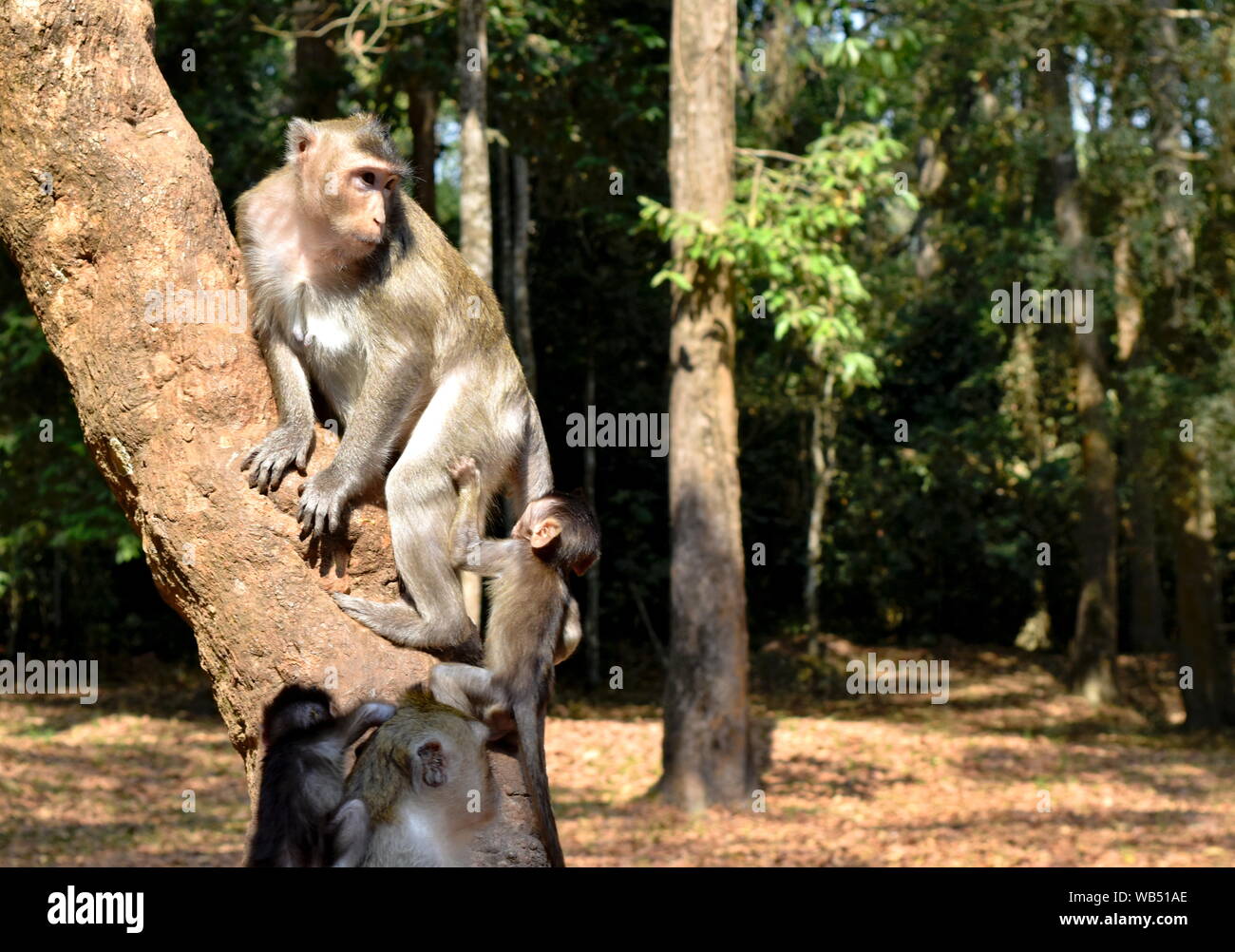 Cynomolgus macaque cambodia hi-res stock photography and images - Alamy