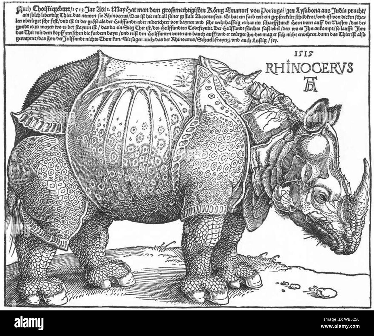 Albrecht Dürer - The Rhinoceros Stock Photo - Alamy