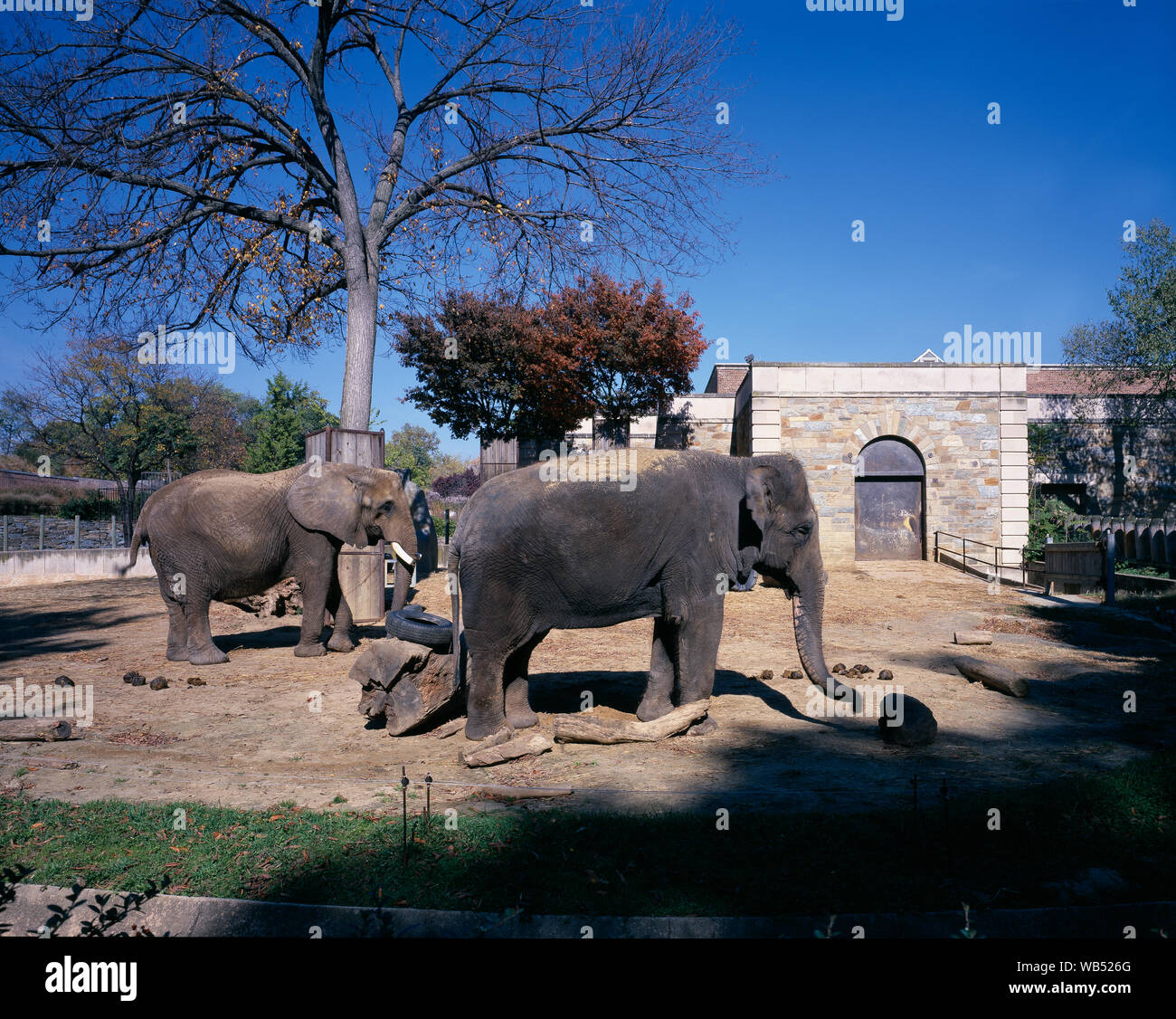 Washington zoo elephants hi-res stock photography and images - Alamy