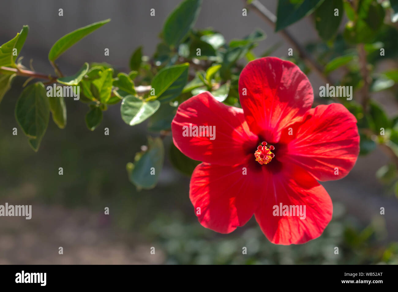 Flower with five petals hi-res stock photography and images - Alamy