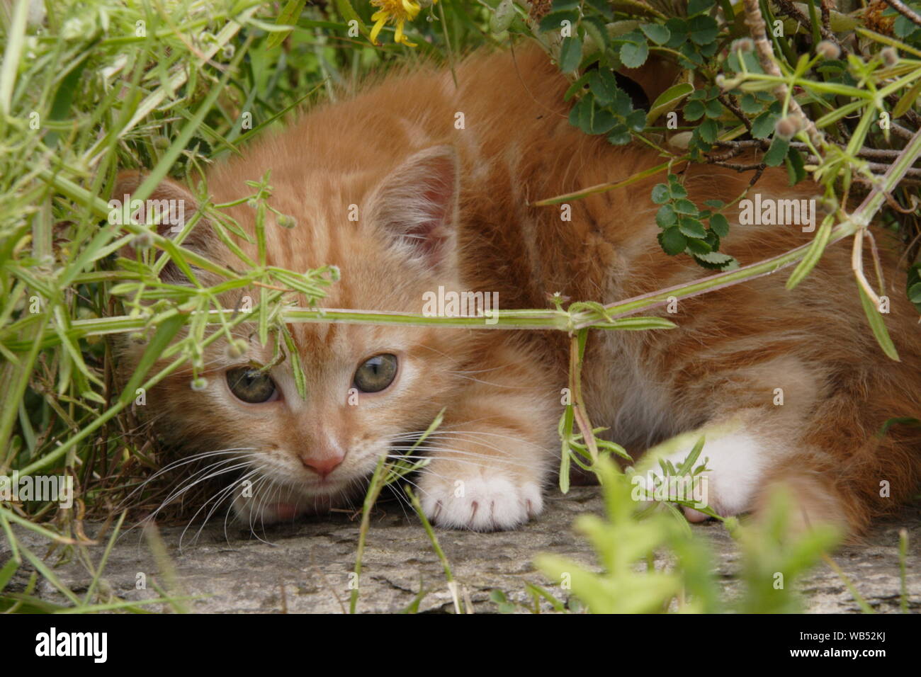 Cute ginger Tom cat kitten in play hunting mode in the garden Stock ...