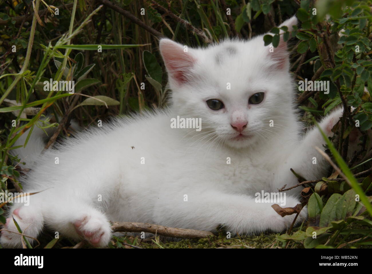 Tom cat baby hi-res stock photography and images - Alamy