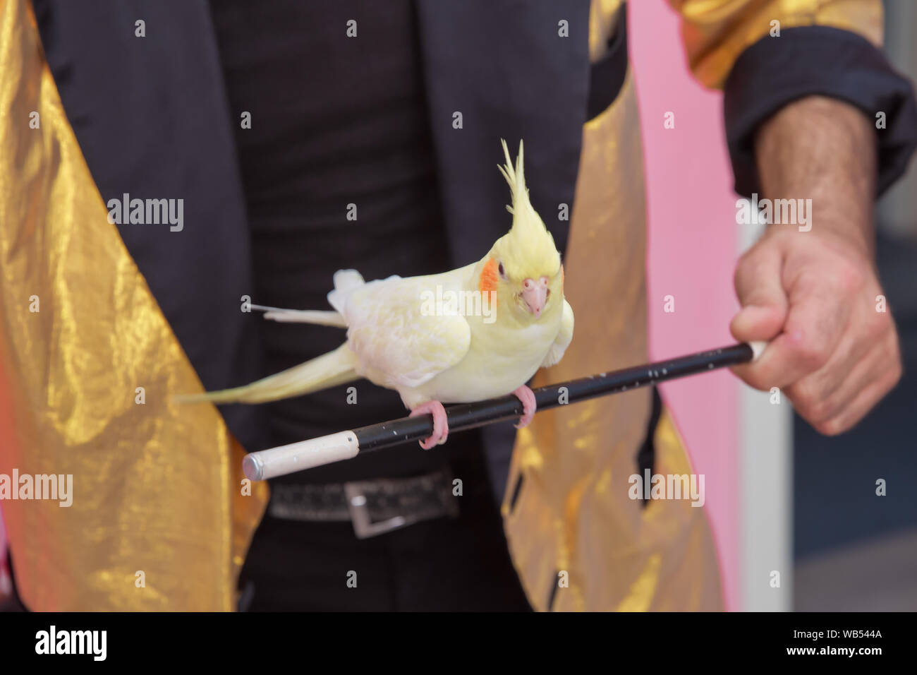 Budgie man hi-res stock photography and images - Alamy