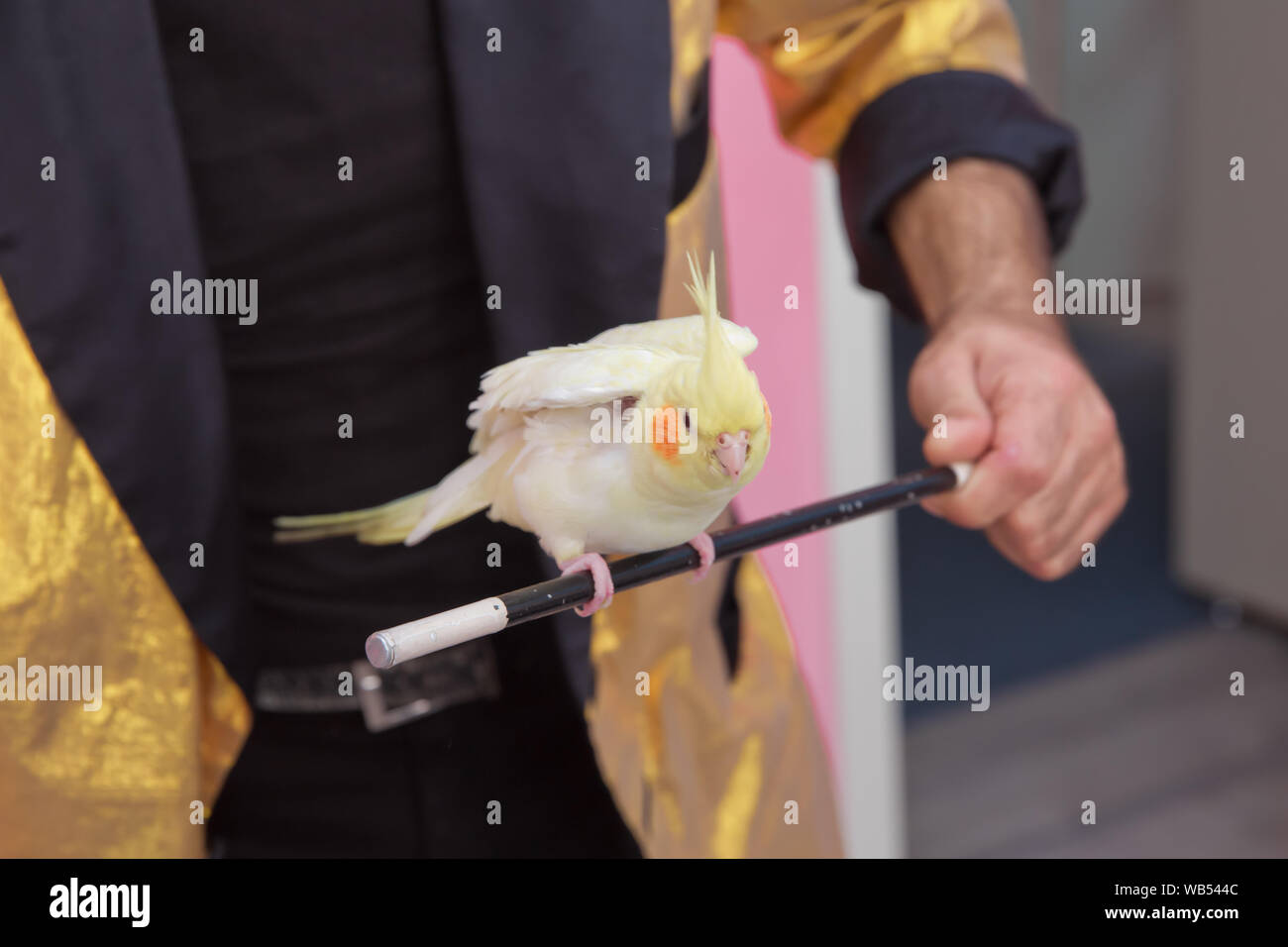 Budgie man hi-res stock photography and images - Alamy