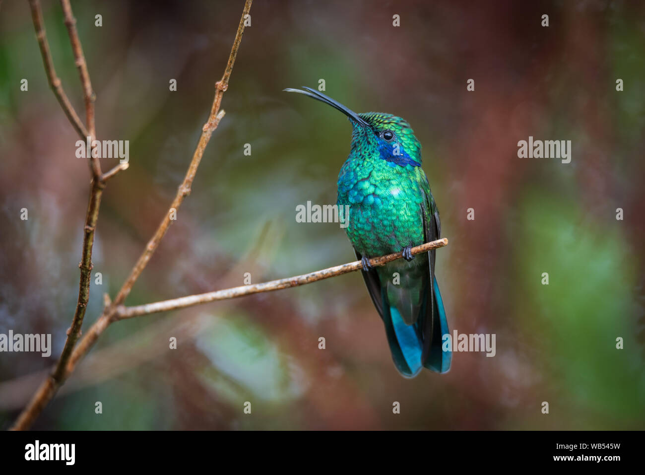 Colibri at tree hi-res stock photography and images - Alamy