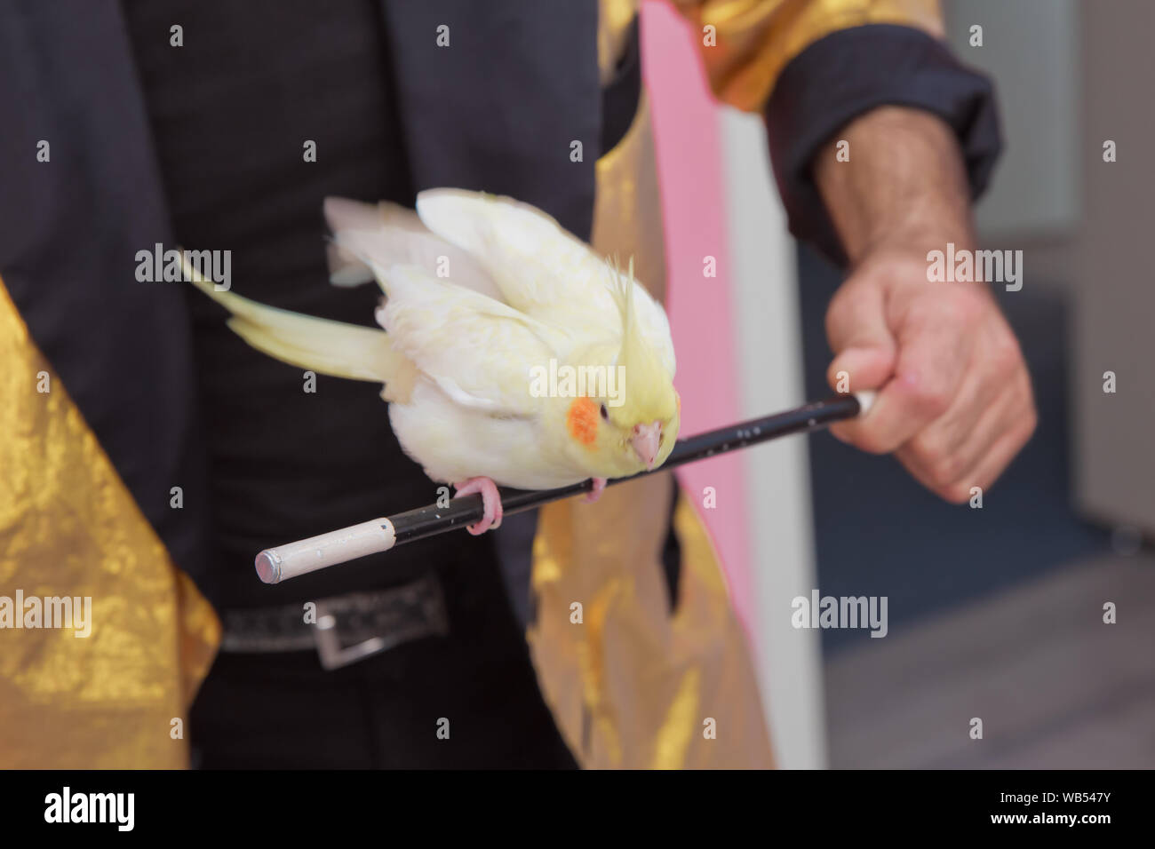 The yellow parrot sits on the wizard's wand .A green parakeet sitting ...