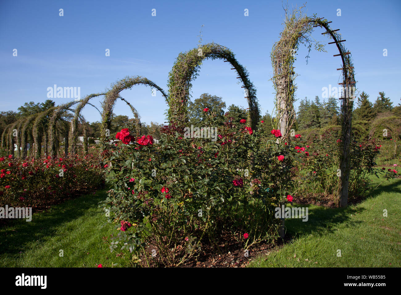 Rose garden elizabeth park hartford hi-res stock photography and images ...