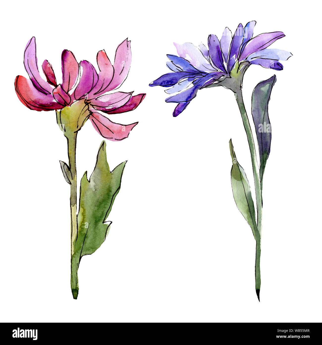 Aster floral botanical flowers. Watercolor background illustration set ...