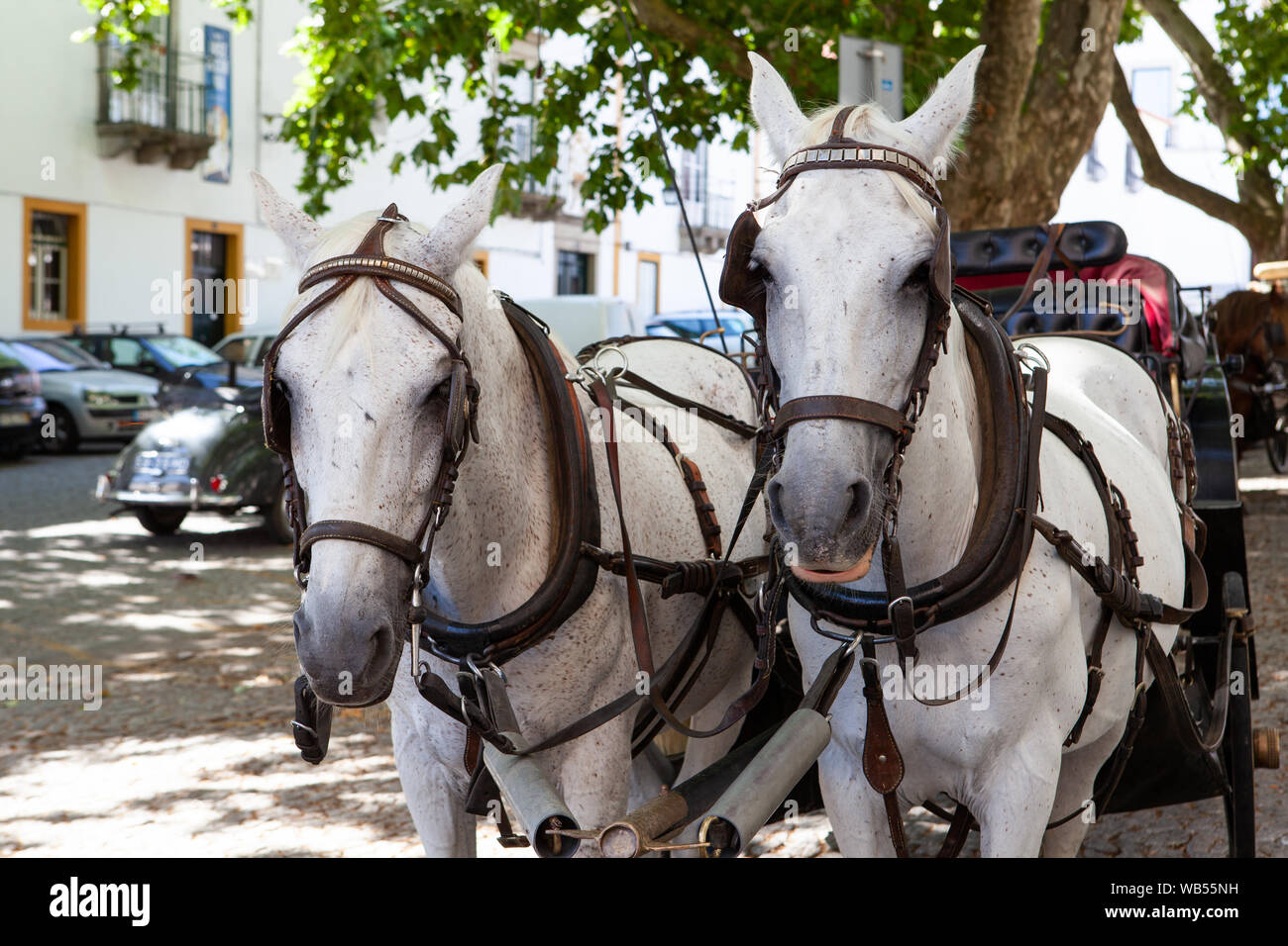 Portuguese horses hi-res stock photography and images - Alamy