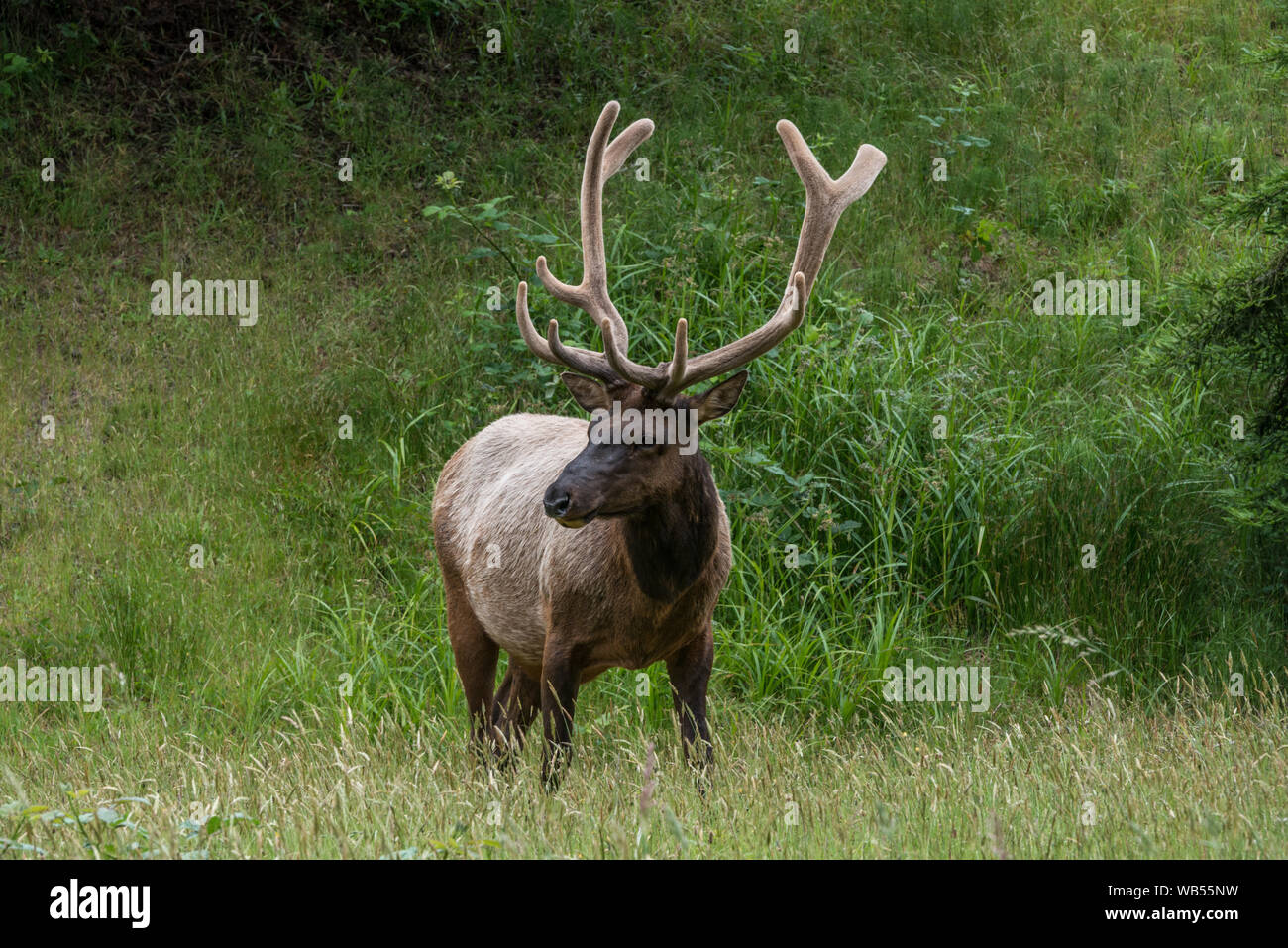Redwood state park elk hi-res stock photography and images - Alamy