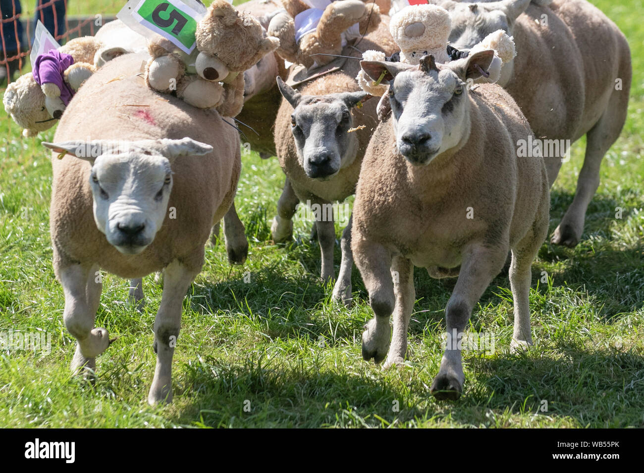 Texel sheep hurdles with teddy bear jockeys & racing sheep; Soft going ...