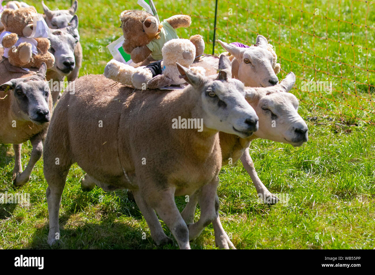 Big sheep racing hi-res stock photography and images - Alamy