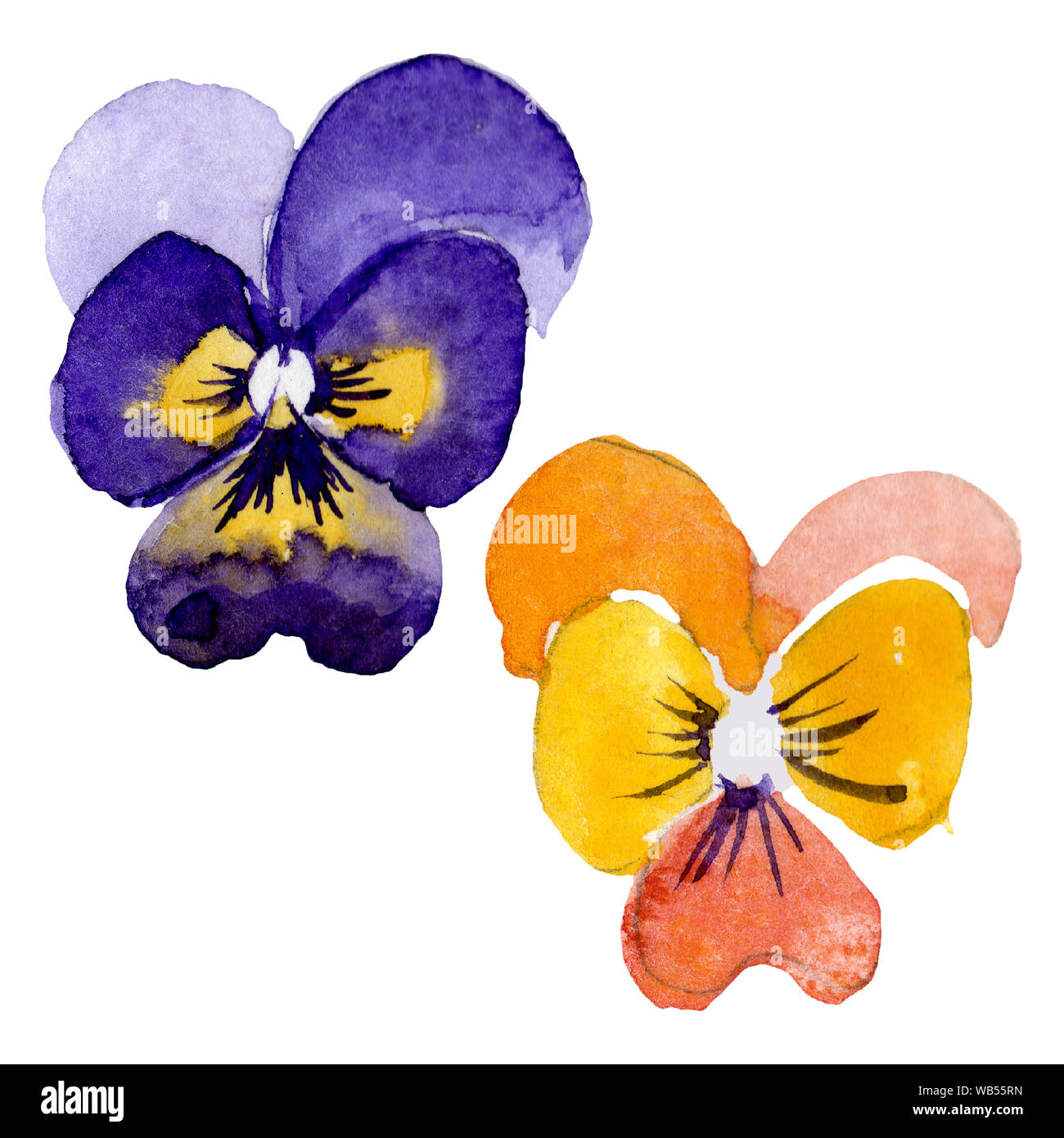 Ornament with pansies botanical flowers. Watercolor background ...