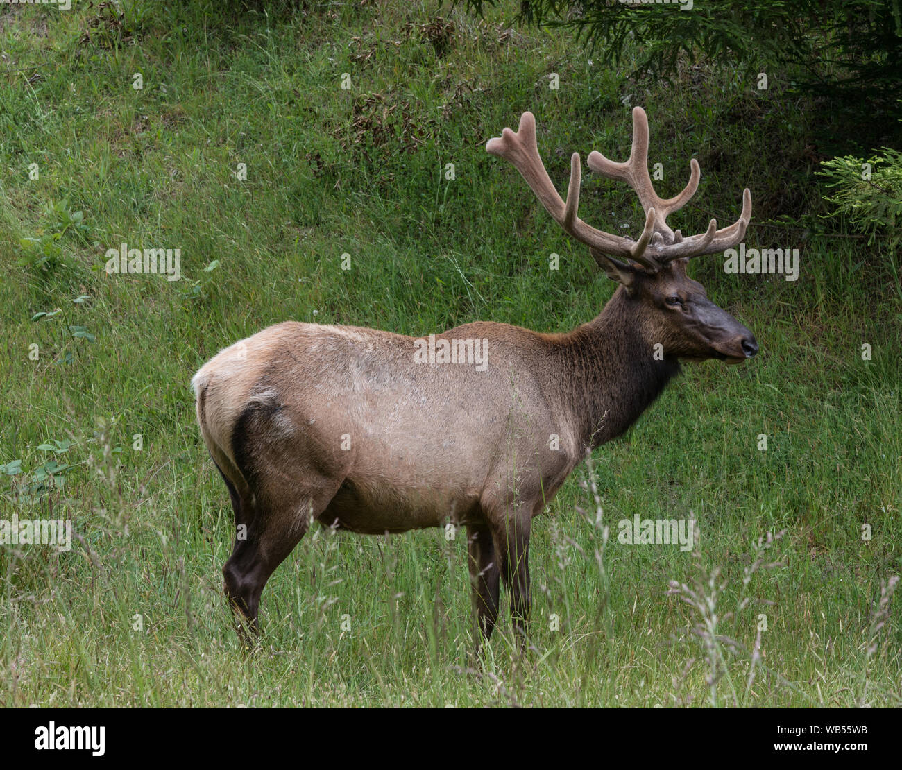 Elk, Northern California Stock Photo - Alamy