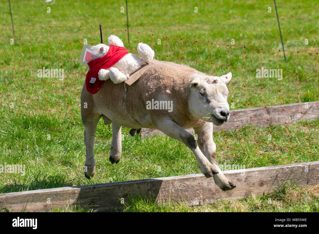 Texel sheep hurdles with teddy bear jockeys & racing sheep; Soft going ...