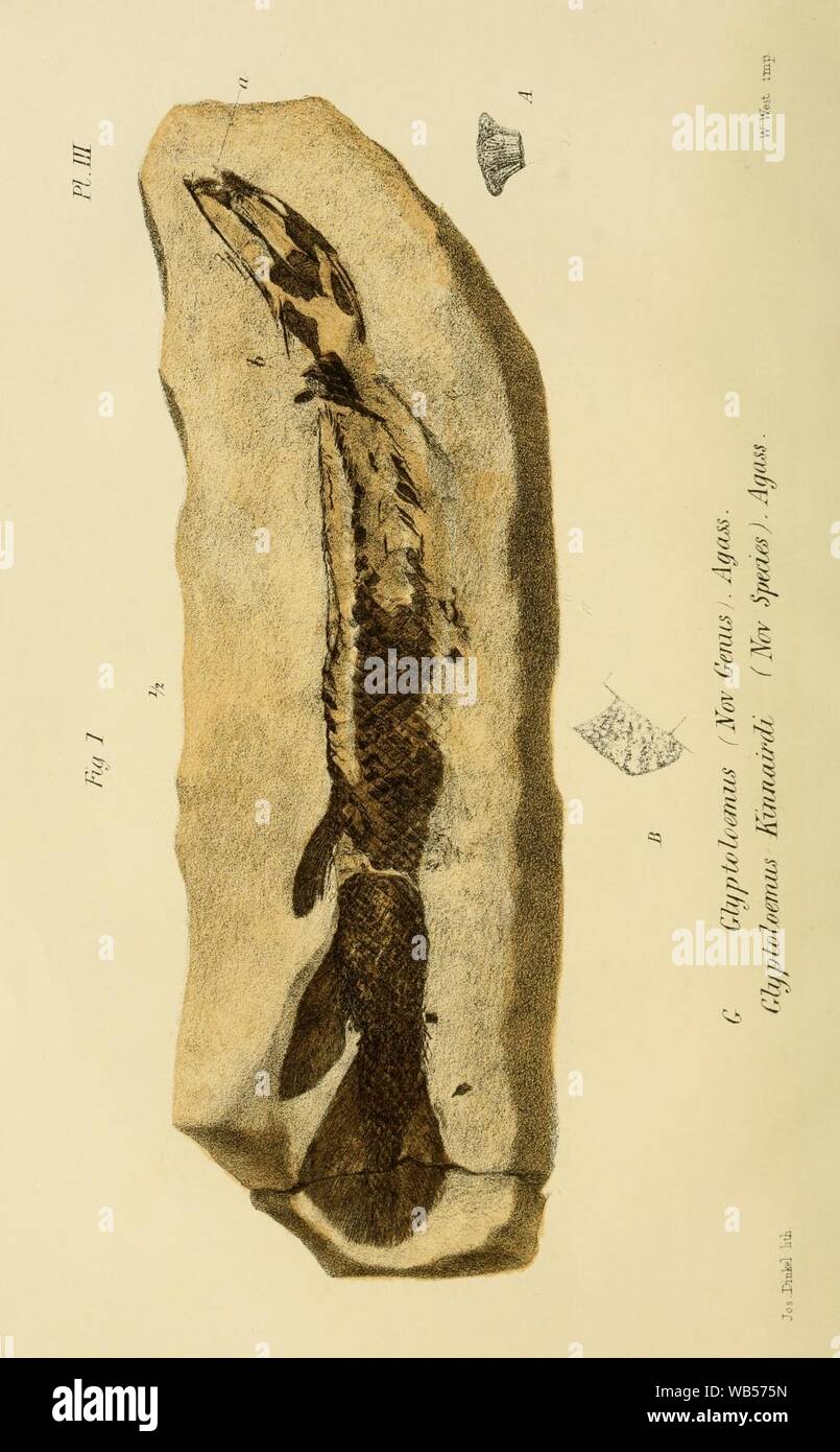 Dura Den (Plate III Stock Photo - Alamy