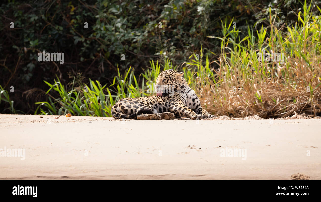 Ecosistema pantanal hi-res stock photography and images - Alamy
