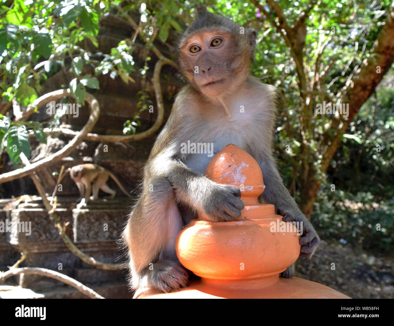 Cambodian jungle hi-res stock photography and images - Alamy