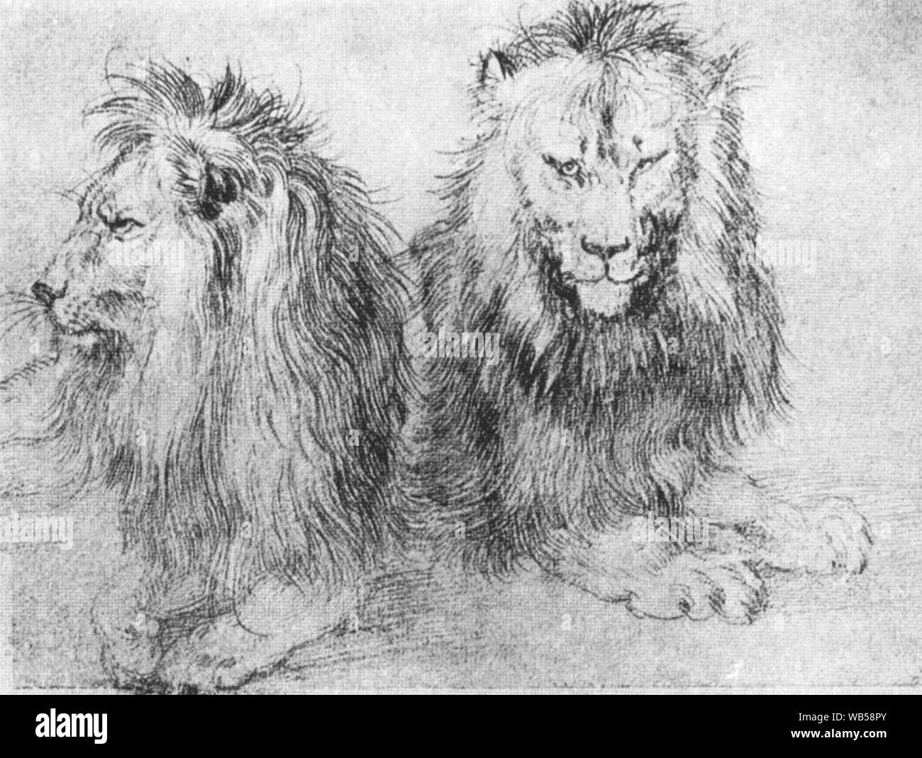 Durer sketch hi-res stock photography and images - Alamy