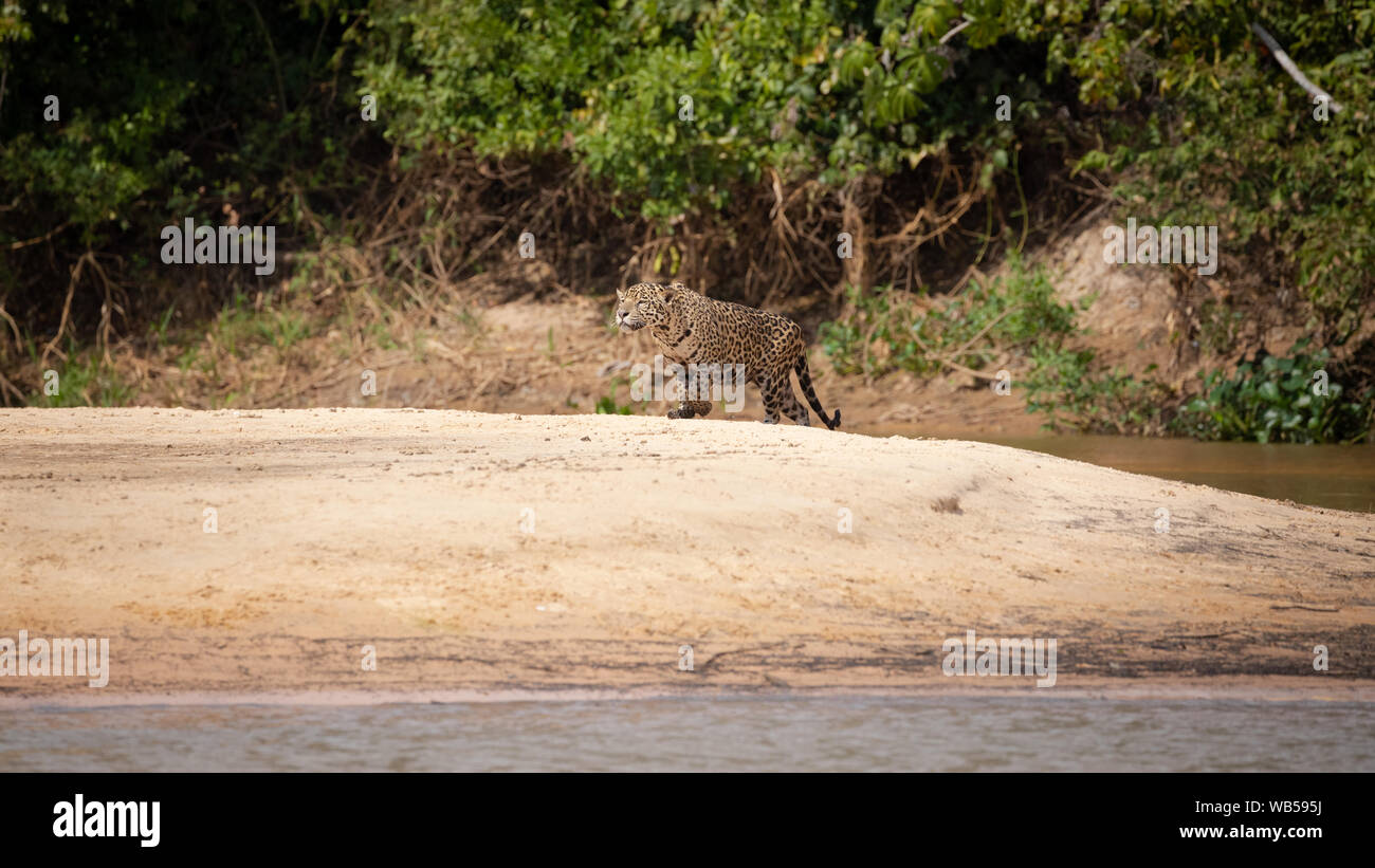 Ecosistema pantanal hi-res stock photography and images - Alamy