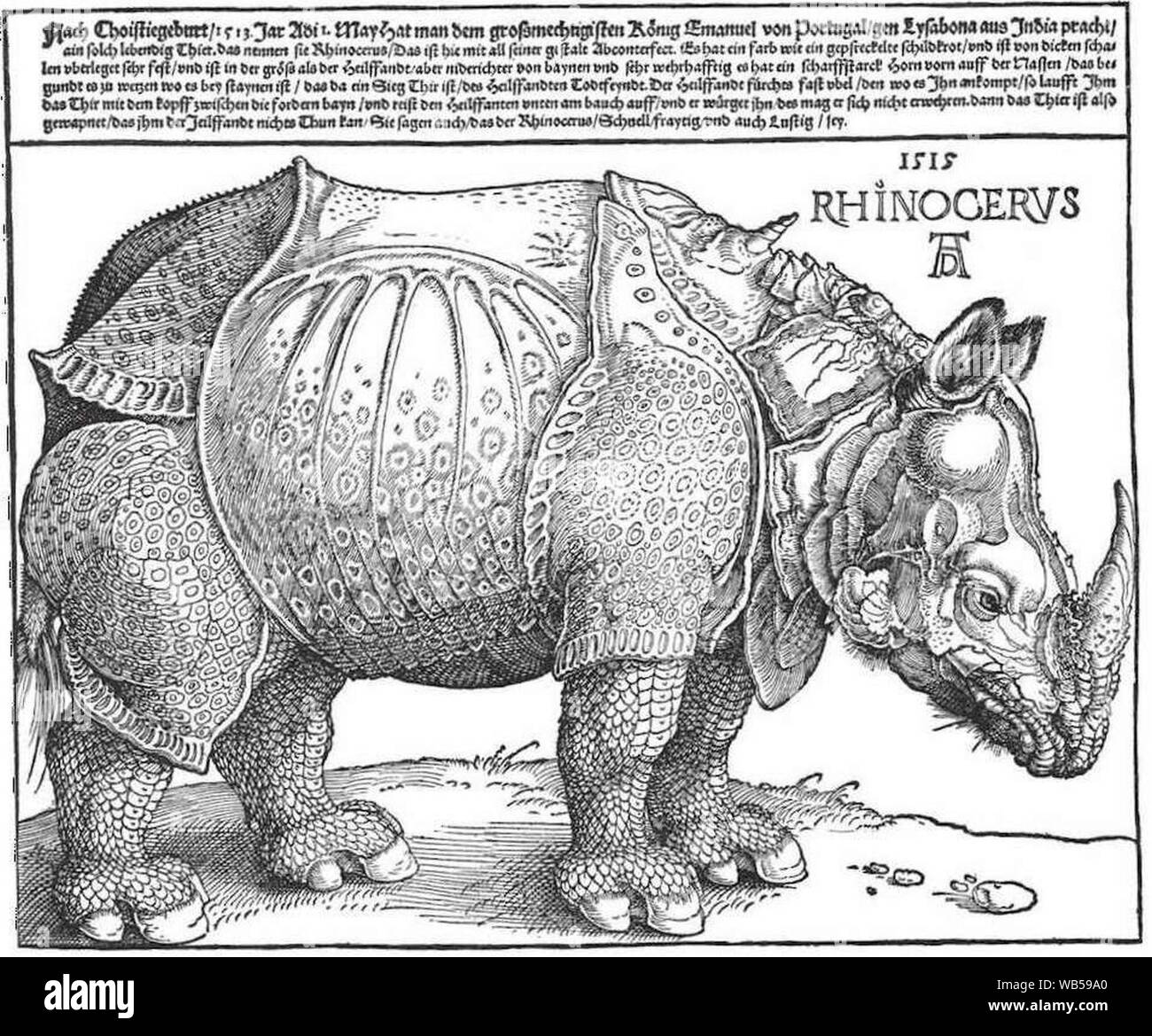Durer rhino hi-res stock photography and images - Alamy