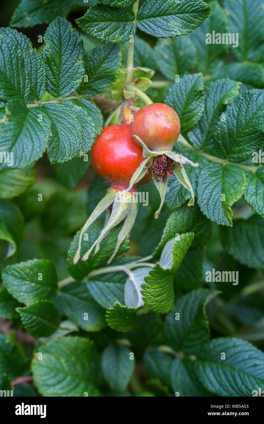 Rose and plant hi-res stock photography and images - Alamy