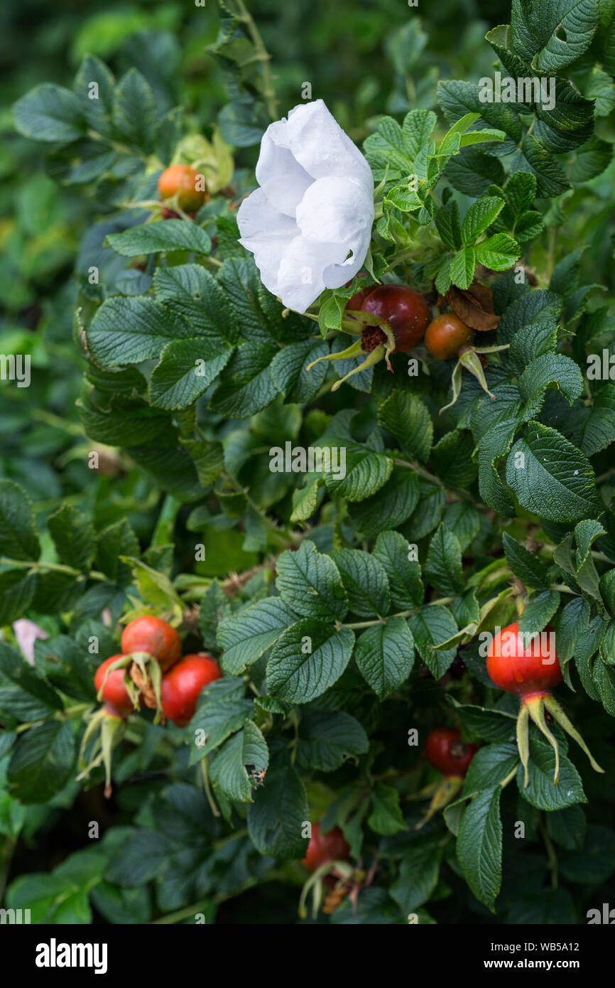 Hep hi-res stock photography and images - Alamy