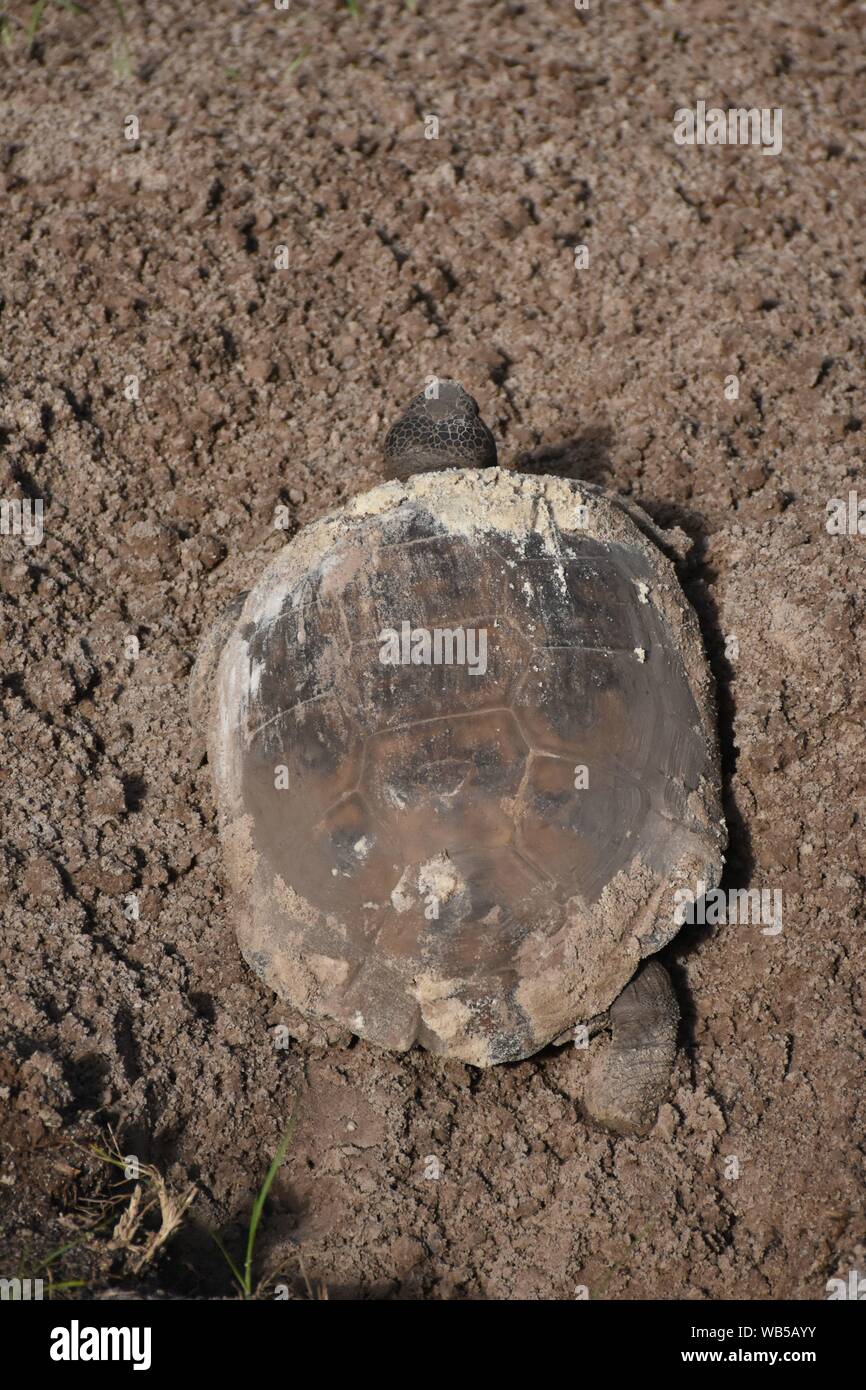 This wildlife photo of a Wild Gopher Tortoise was taken after it moved ...