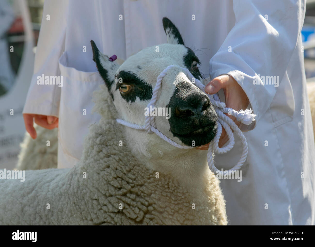 Award winning sheep hi-res stock photography and images - Alamy