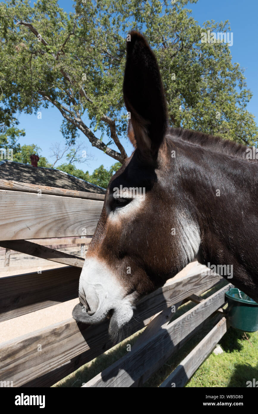 Engaging mule at the Heritage Farmstead Museum, a living-history site ...