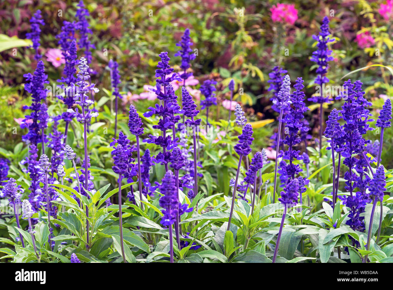 Violet flowers in the garden landscape design Stock Photo - Alamy