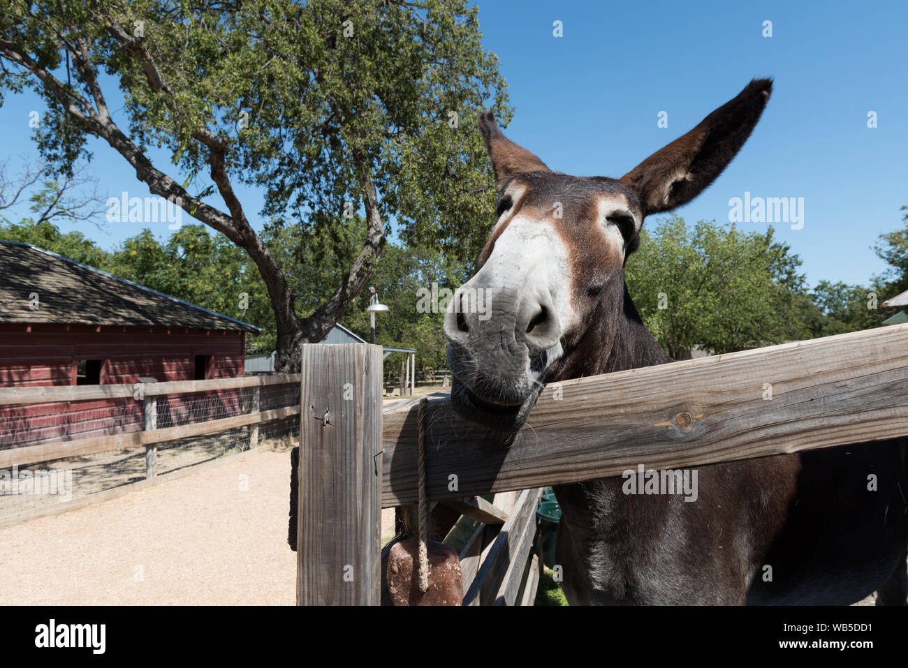 Engaging mule at the Heritage Farmstead Museum, a living-history site ...