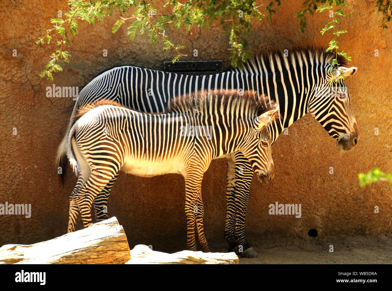 Los Angeles, California, USA 23rd August 2019 Grevy's Zebras at Los ...