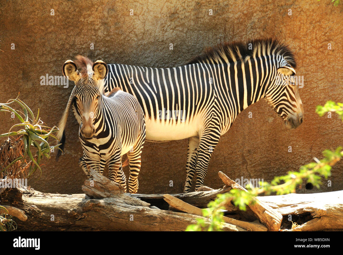 Los Angeles, California, USA 23rd August 2019 Grevy's Zebras at Los ...